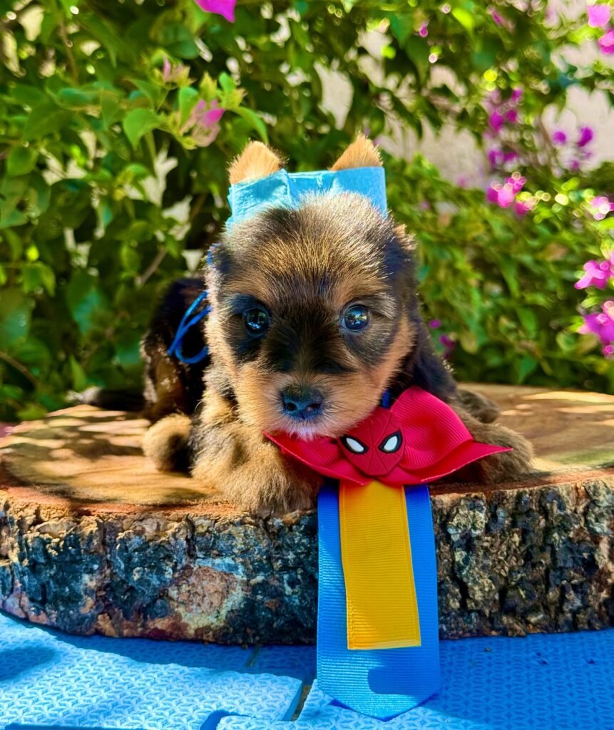Filhotes de Yorkshire – Real Pet